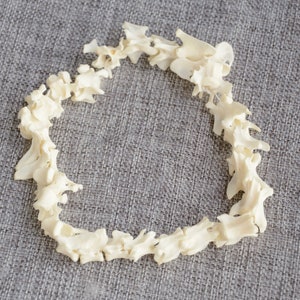 25 Pcs Fox Bone Vertebrae. A Complete String of Fox Spines. - Etsy