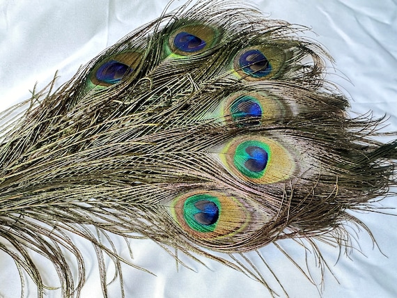 Wholesale 3 36 Peacock Feathers.8 12inch Length.bulk Natural Peacock Tail.iridescent Peacock Tail Iridescent Peacock Eye Tail Etsy UK