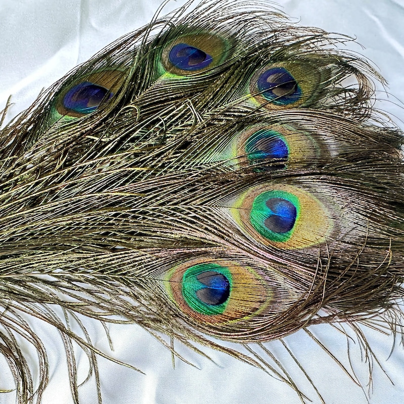 Buy Original Peacock Feathers Online In India - Etsy India