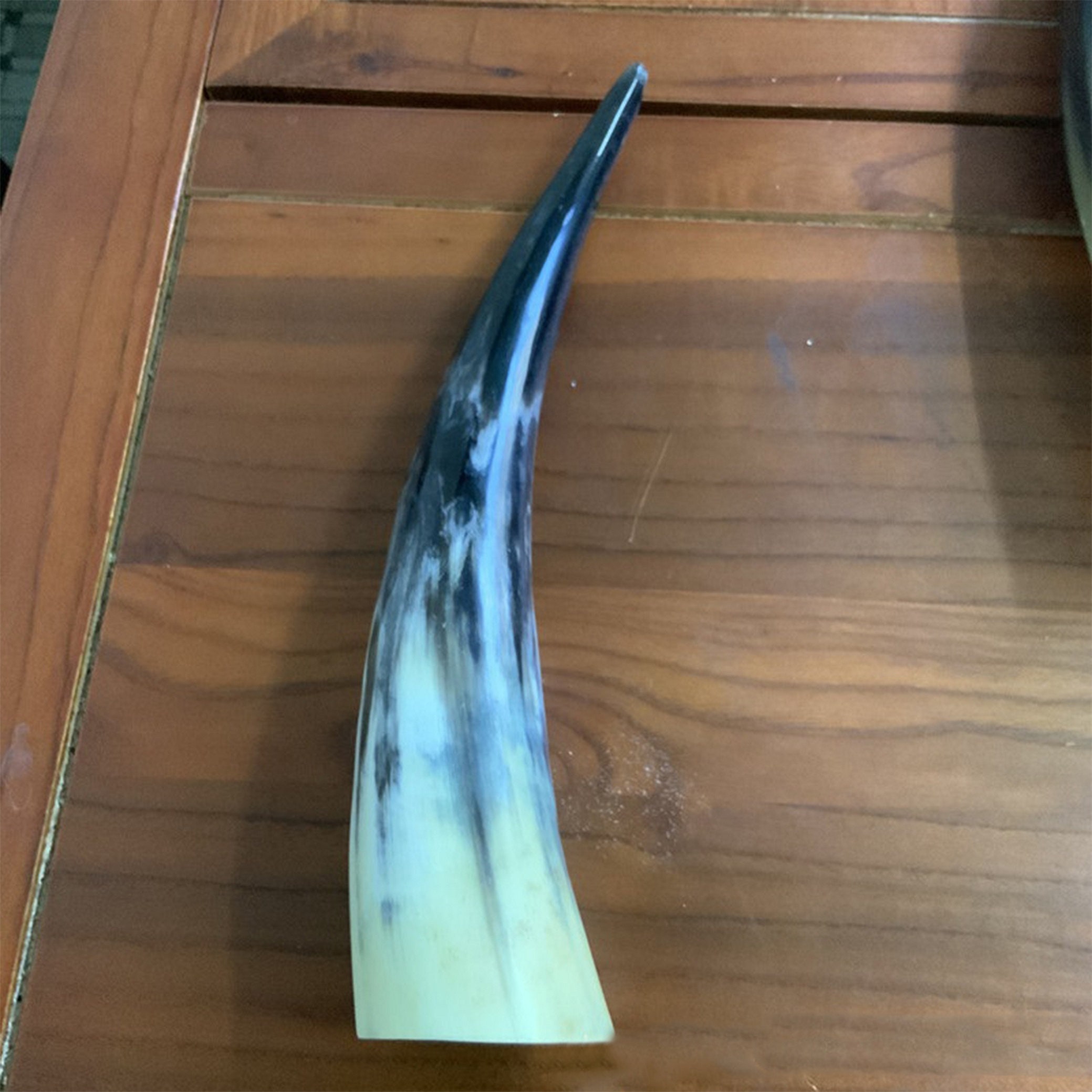 Multiple Sizes Big Polished Black Buffalo Horn 8-24 - Etsy