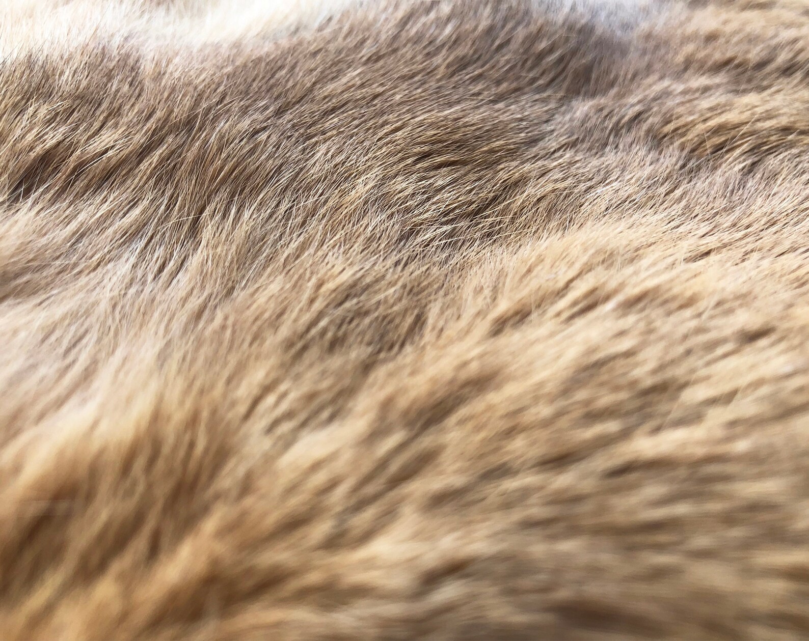 5 Pcs Natural Color Rabbit Fur Pelts4030cm.thick and - Etsy