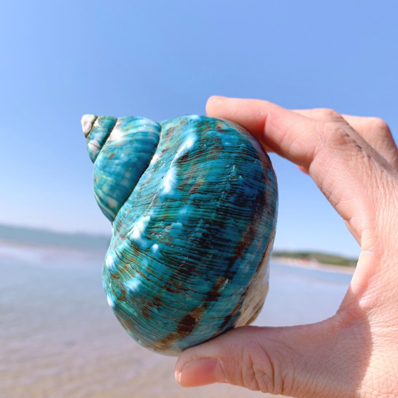 Big Size Hermit Crab Sea Shell, 1 7/8 2 1/4 Opening Hole.green Mother ...