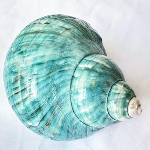 Big Size Hermit Crab Sea Shell, 1 7/8" - 2 1/4" Opening Hole.green ...