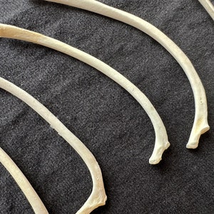 Natural 10 or 20 Fox Ribs, Real Animal Bones,altar Display.spell Work ...