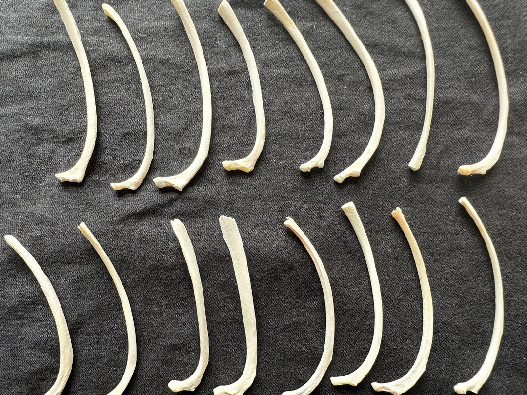 Natural 10 or 20 Fox Ribs, Real Animal Bones,altar Display.spell Work ...