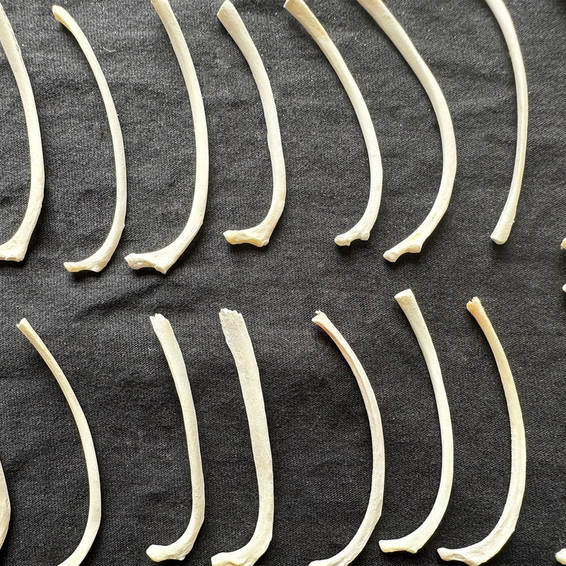 Branch Bone Marrow Bones - Etsy New Zealand