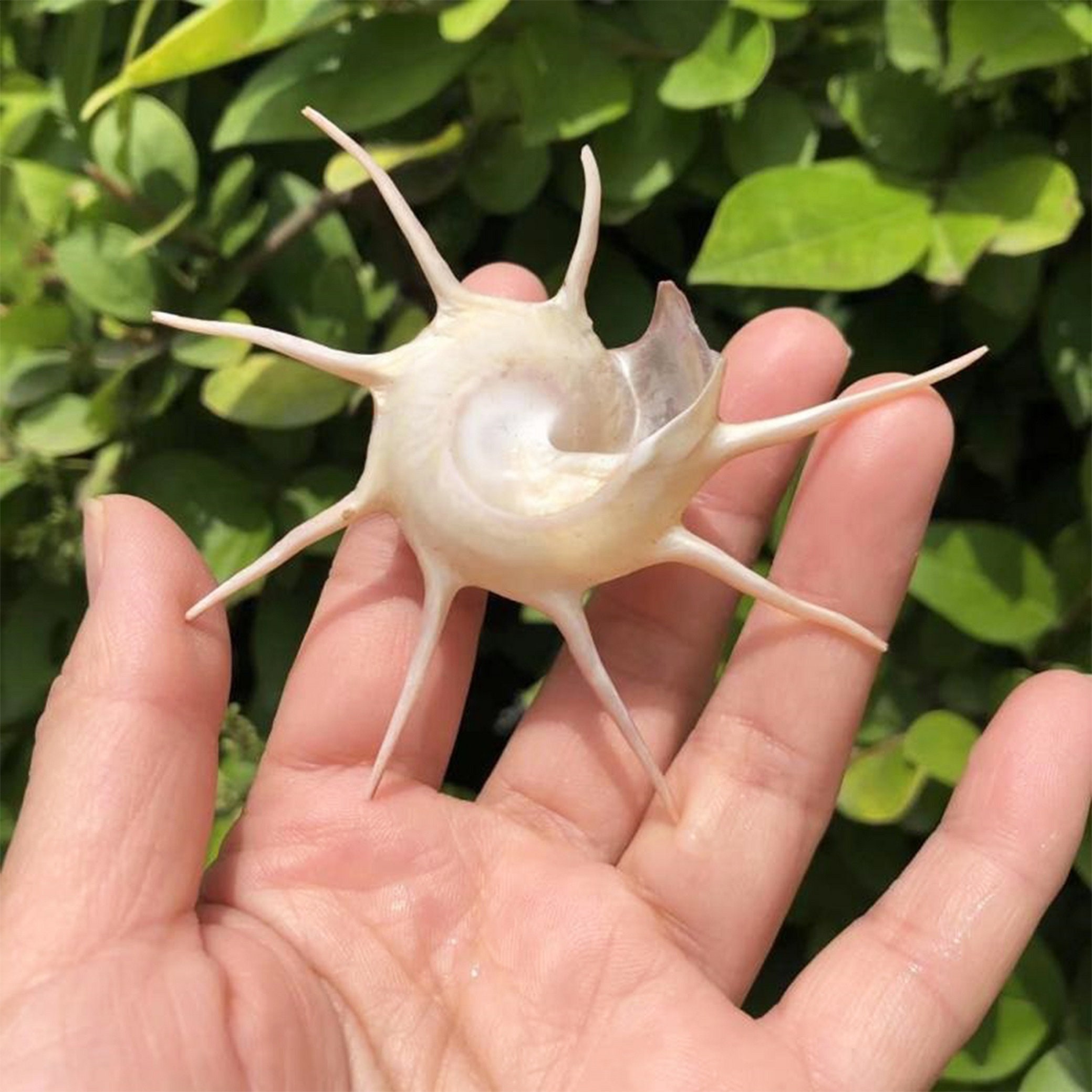 Big Size Rare Guildfordia Yoka Shell.rare Seashellsgems of - Etsy