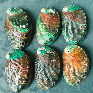 Bulk Abalone Shells (2-3"): Iridescent Coastal Decor, Shell Crafts - Etsy