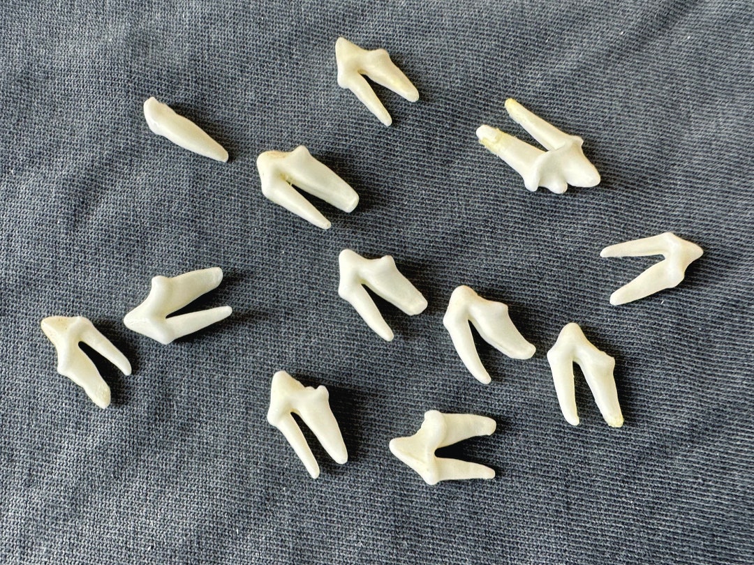 Wholesale! 20-60pcs.0.4inch-0.5inch Fox Teeth. Made of Real Teeth ...