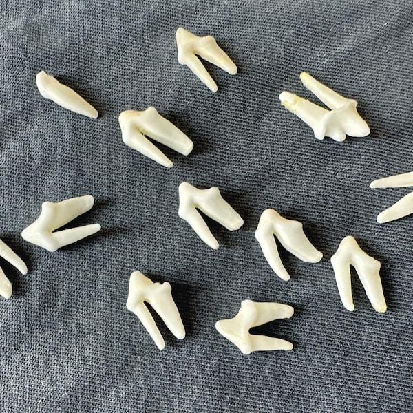 Tusks for Teeth - Etsy