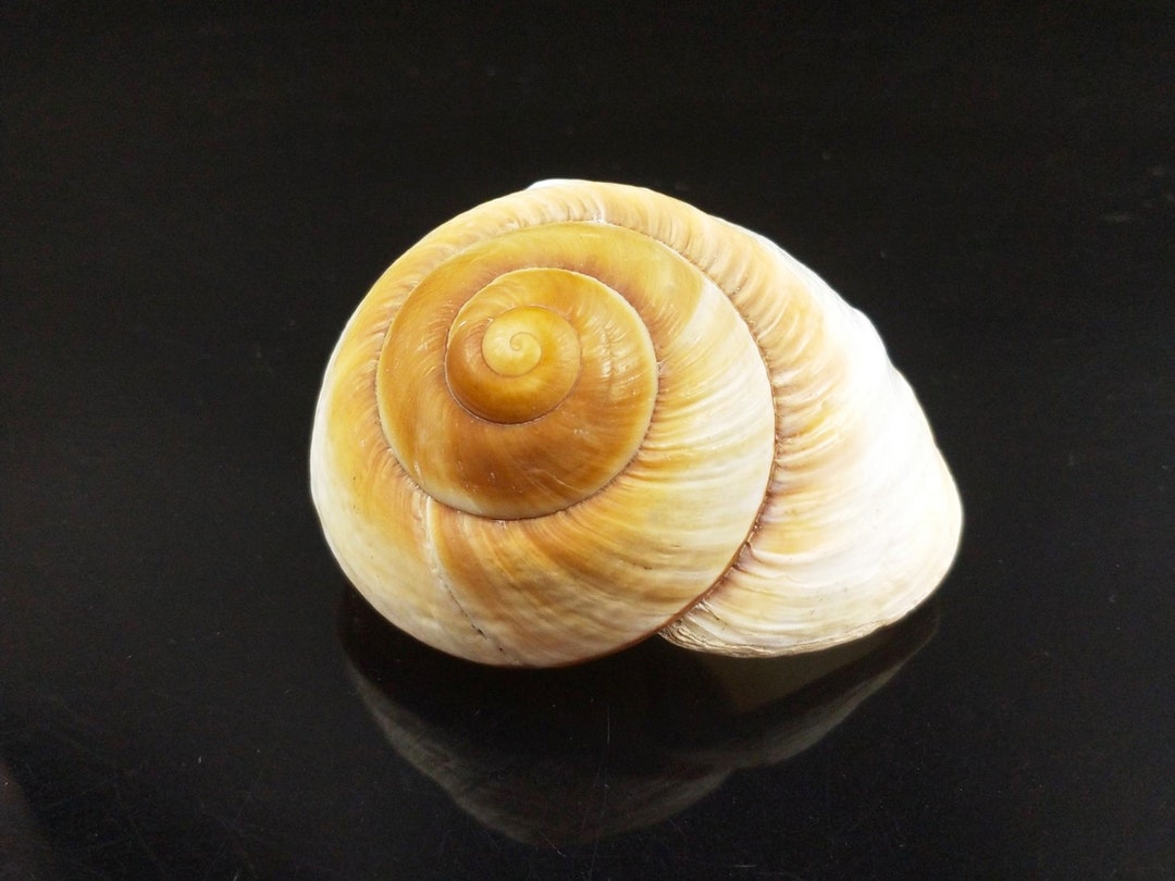 Bread Hermit Crab Sea Shell, 1 2/5 1 4/5 Opening Hole.changing Shells ...