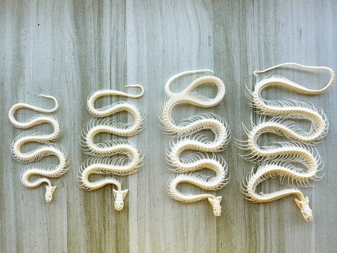 Real Snake Skeleton: Bleached Bone With Skull - Resin Craft Supply - Etsy