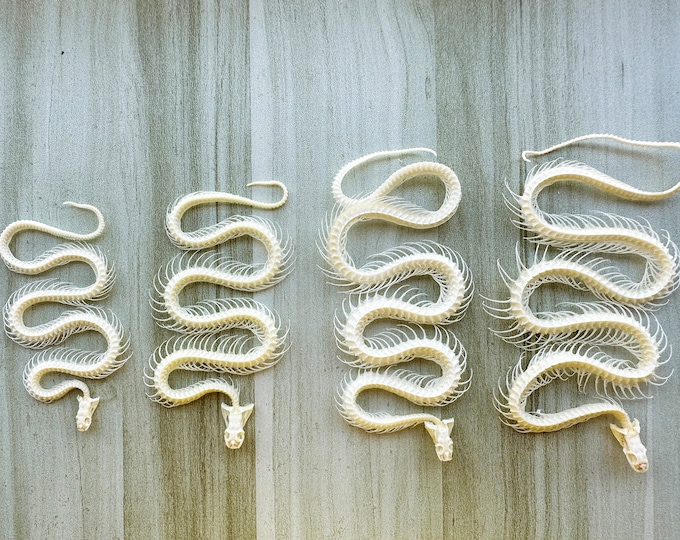 1 Bag Real Animal Bone Rattle Snake Ribs Western Diamond Back Taxidermy ...