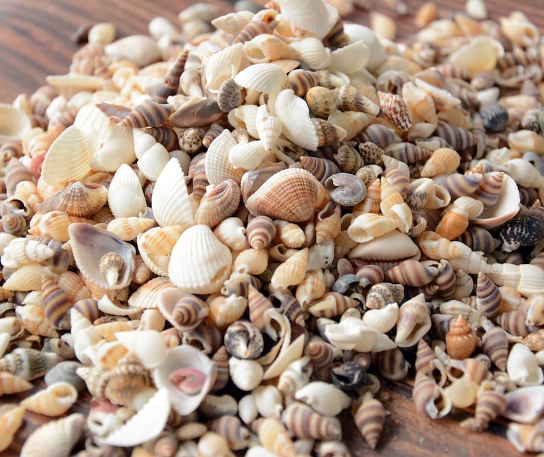 200 Mixed Natural Small Seashells 1/31/2 . Shell - Etsy Australia