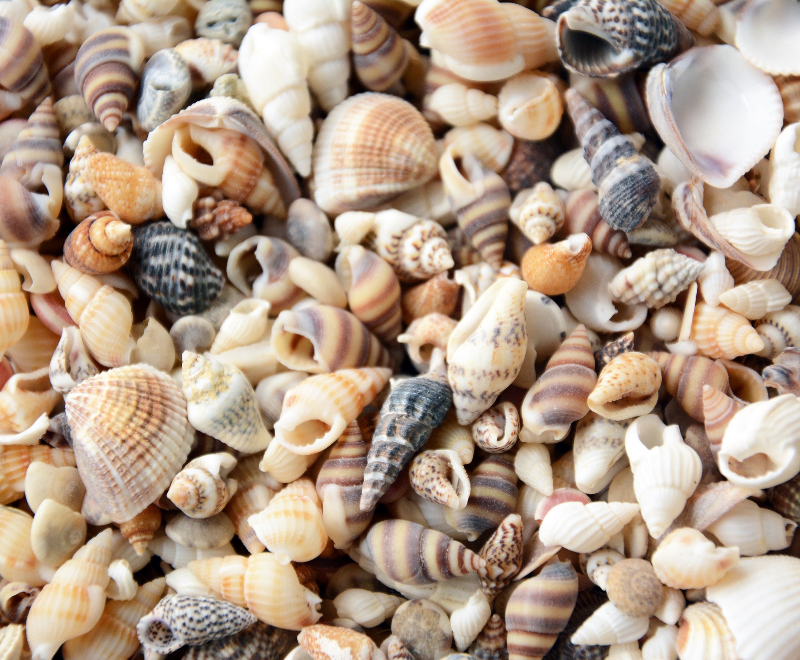 200 Mixed Natural Small Seashells 1/31/2 . Shell - Etsy