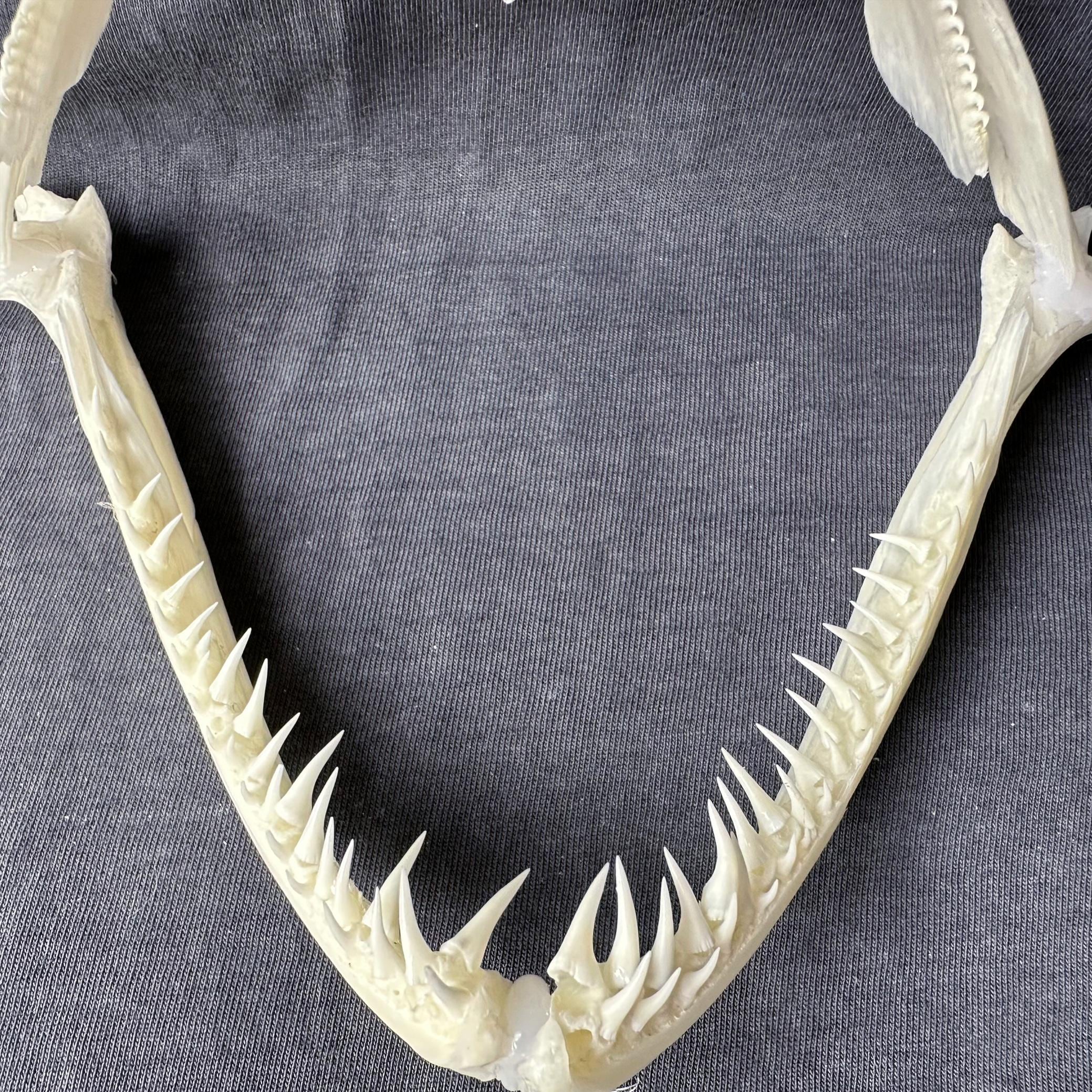 Deep Sea Fish Jaw Skeleton With Teeth, Creepy Bones, Specimen, Real ...