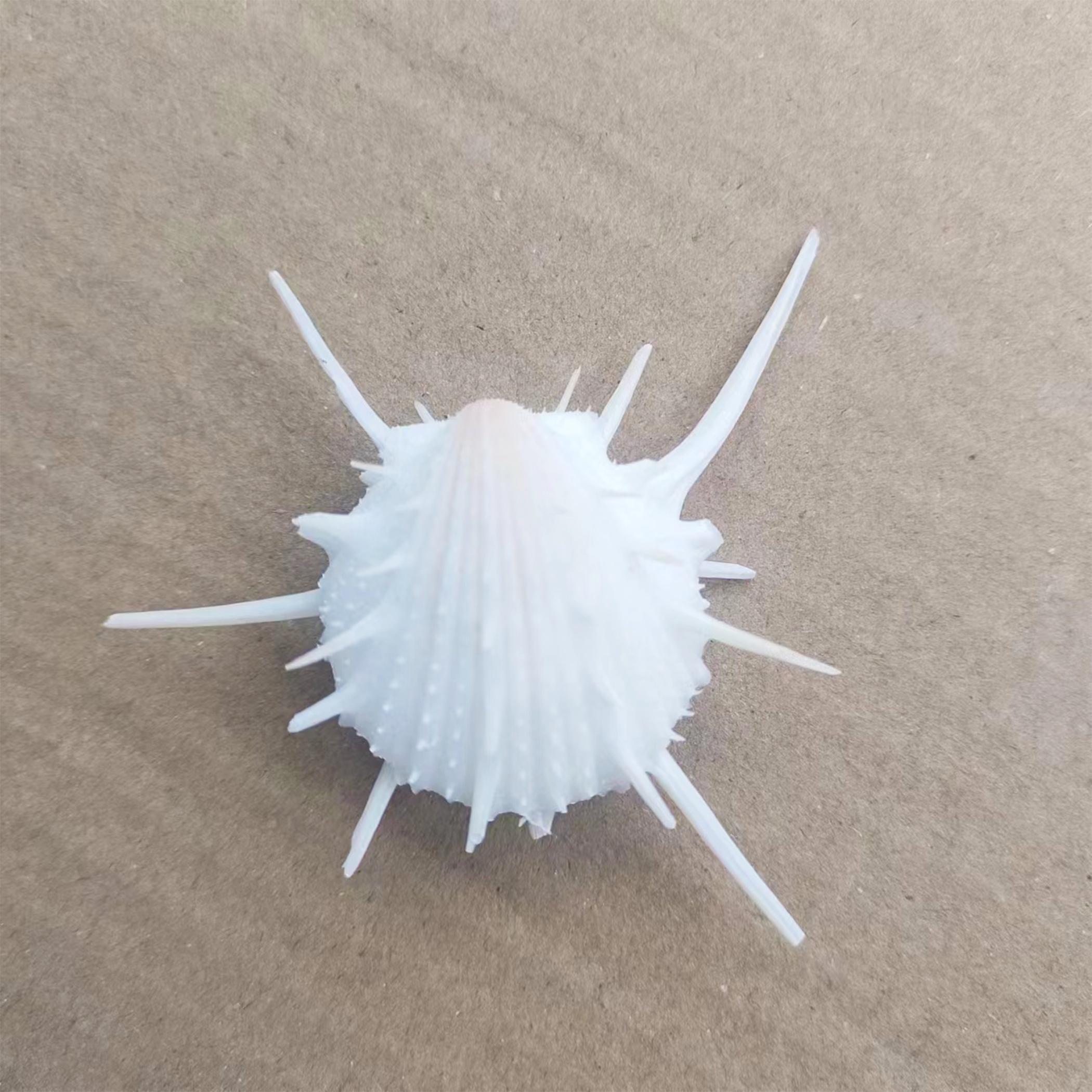 Precious Spiny White Chrysanthemum Clam.natural Shells for Craft ...