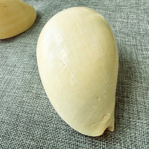 Unique Huge Melon Shell (5" - 8”) Beach House Decor, Unusual Shell ...