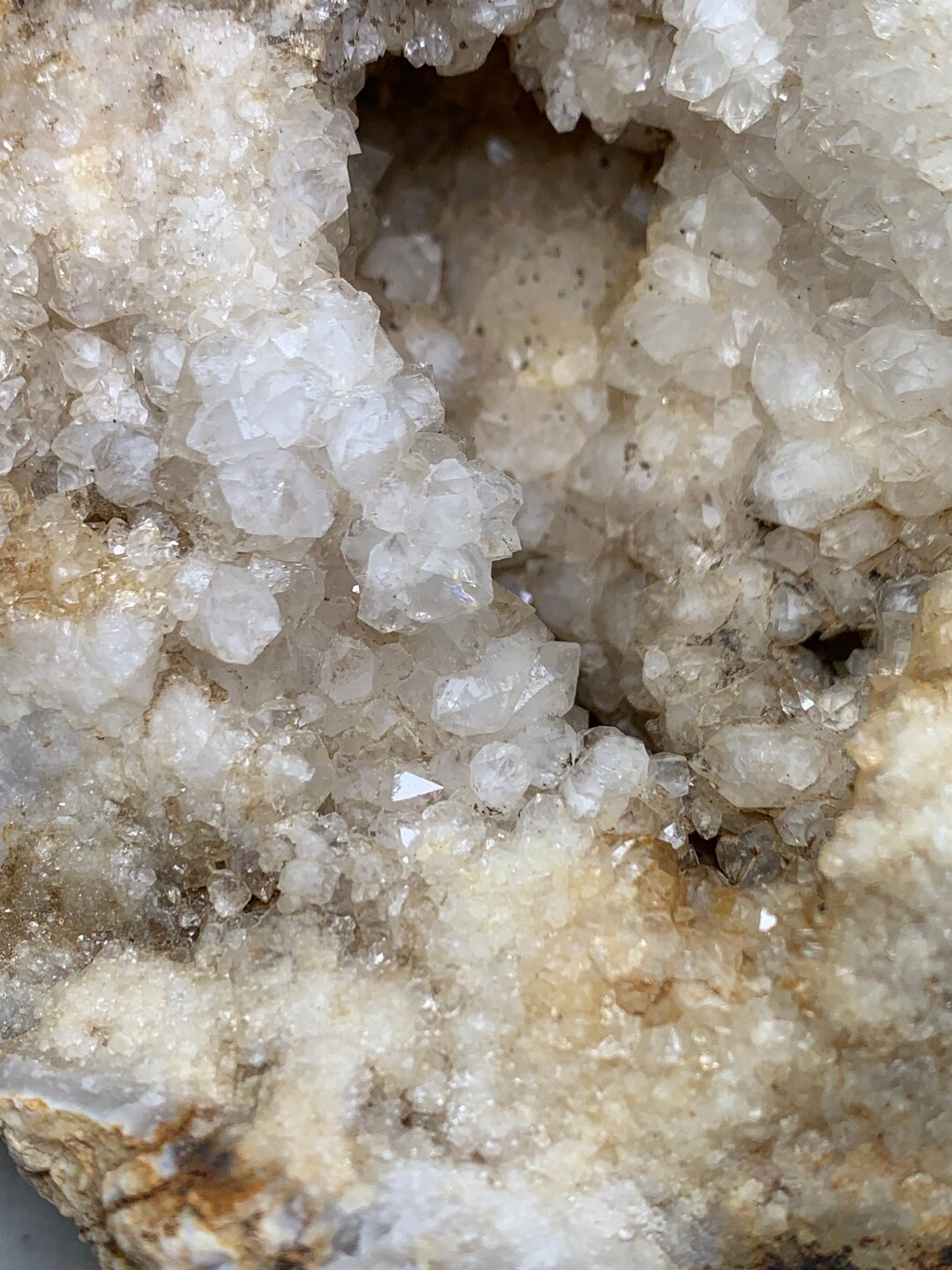 Quartz Crinoid Fossil Geode Etsy