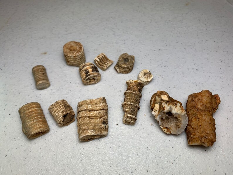 Crinoid Fossils Stems Geodized agatized and Mineralized - Etsy