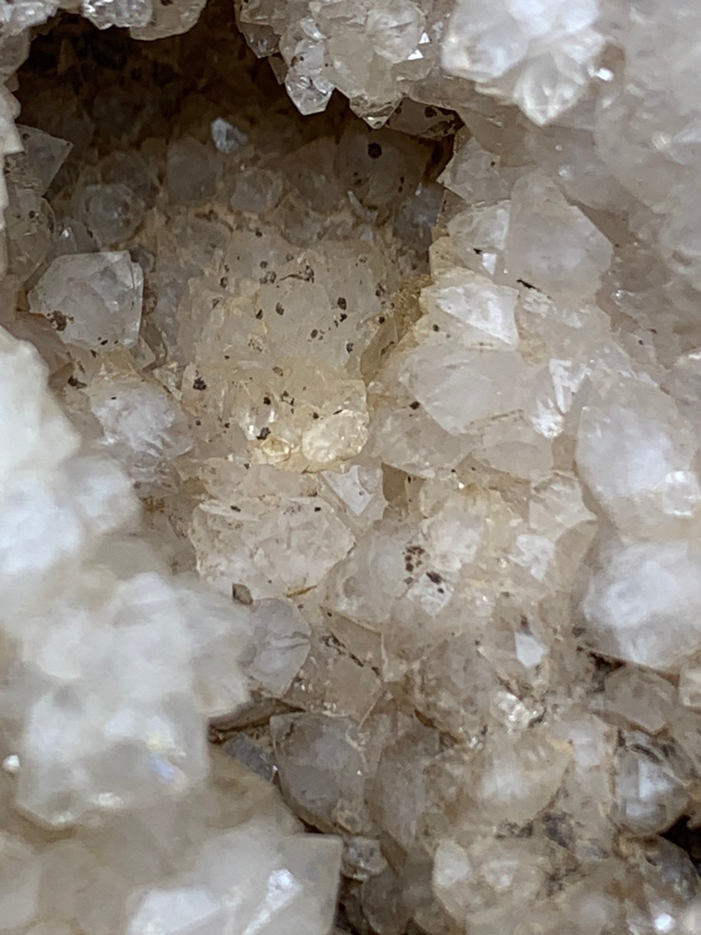 Quartz Crinoid Fossil Geode Etsy