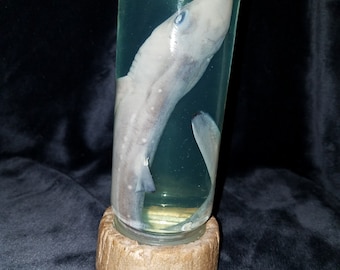 Wet Specimen Shark | Etsy