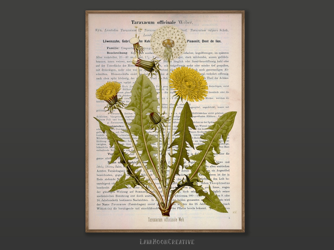 Dandelion Vintage Illustration Printable Art | Herbology | Taraxacum ...