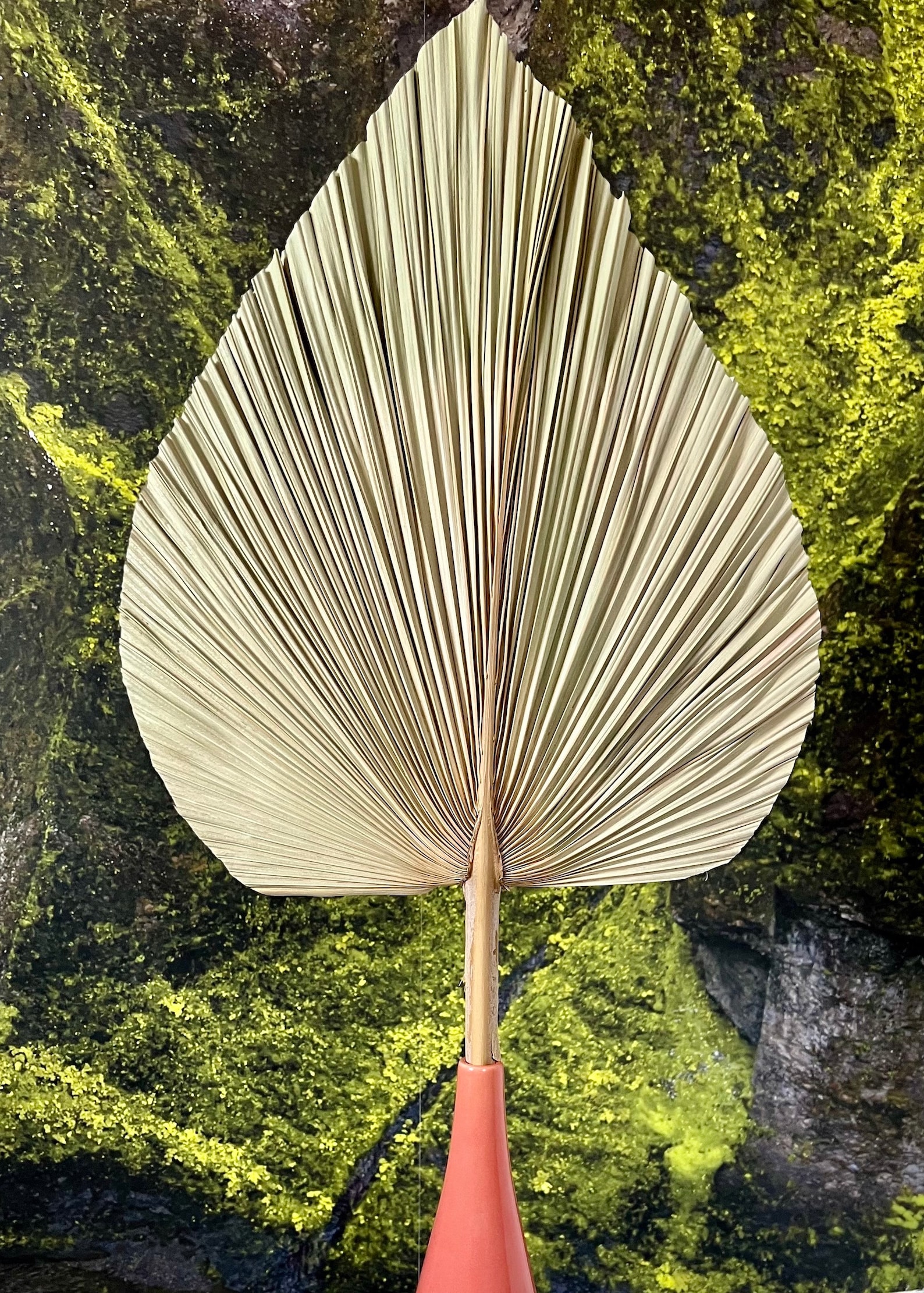 LARGE PALM LEAVES 30h Sun-dried Palm Fronds Tropical - Etsy