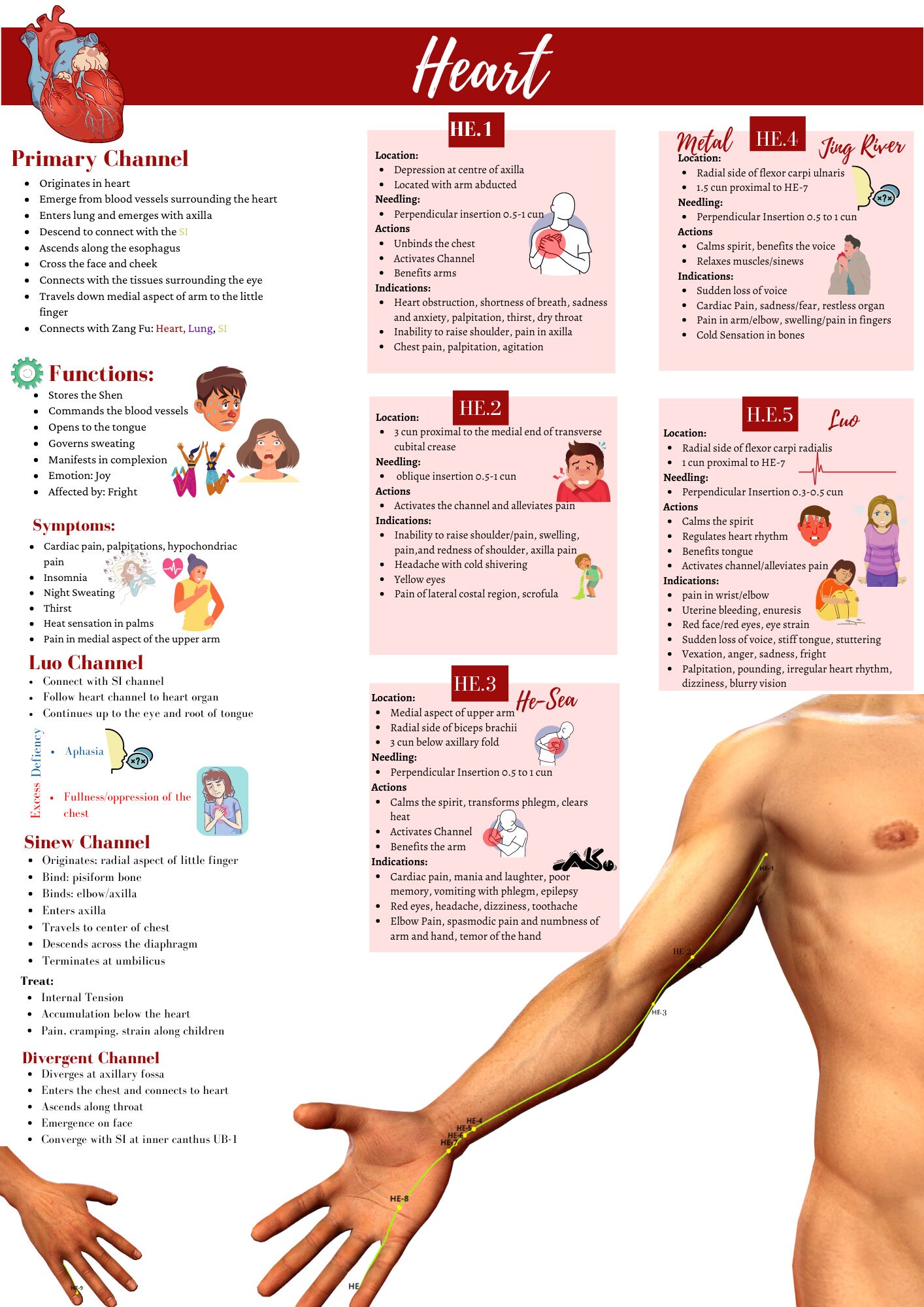 Heart Channel Quick Acupuncture Study Guide - Etsy