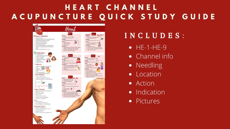 Heart Channel Quick Acupuncture Study Guide - Etsy