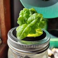 Kratky - Etsy