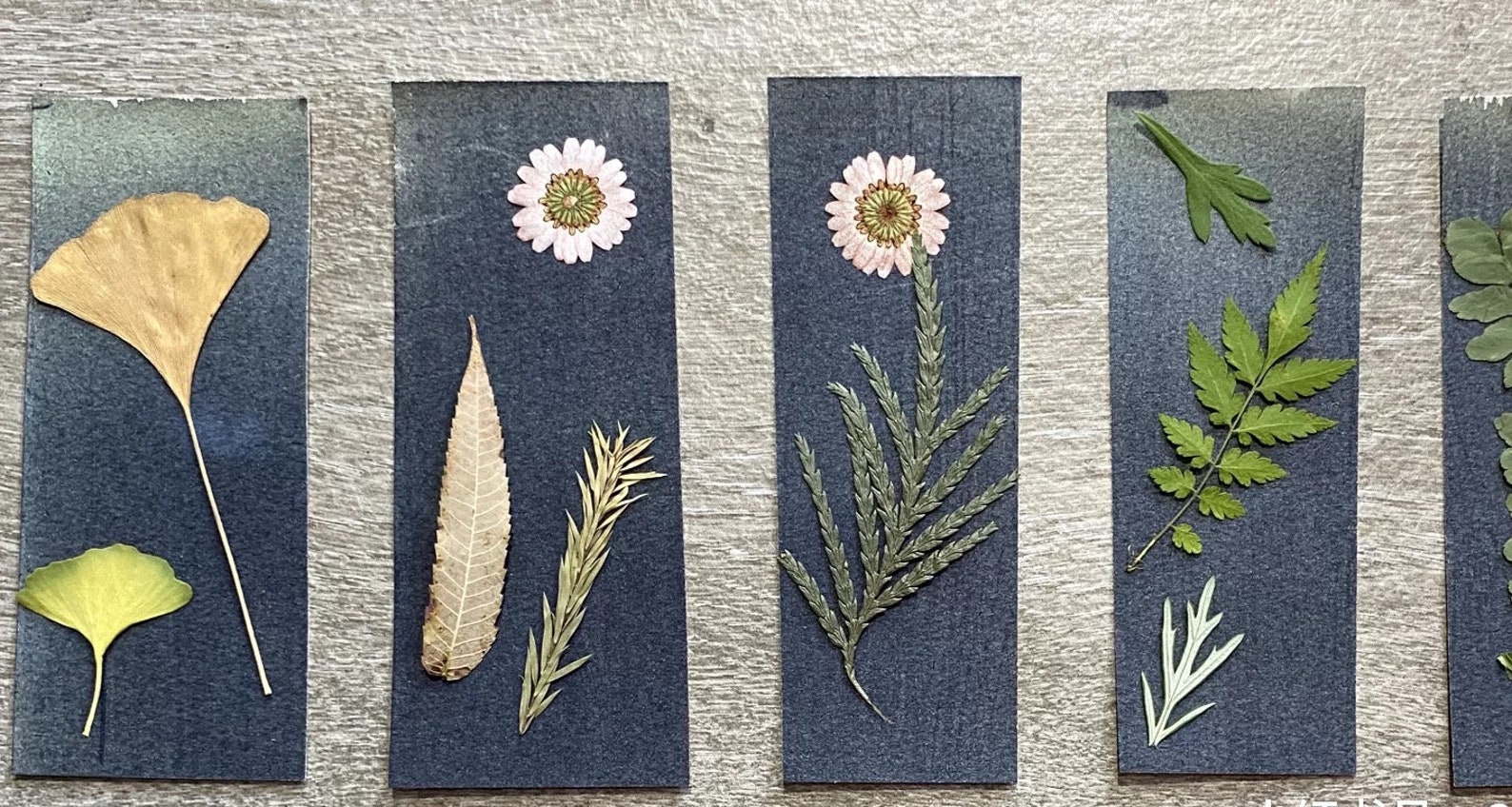 Sun Printing Kit, Solar Printing Kit, Sun Print Paper Craft ,sun Print ...