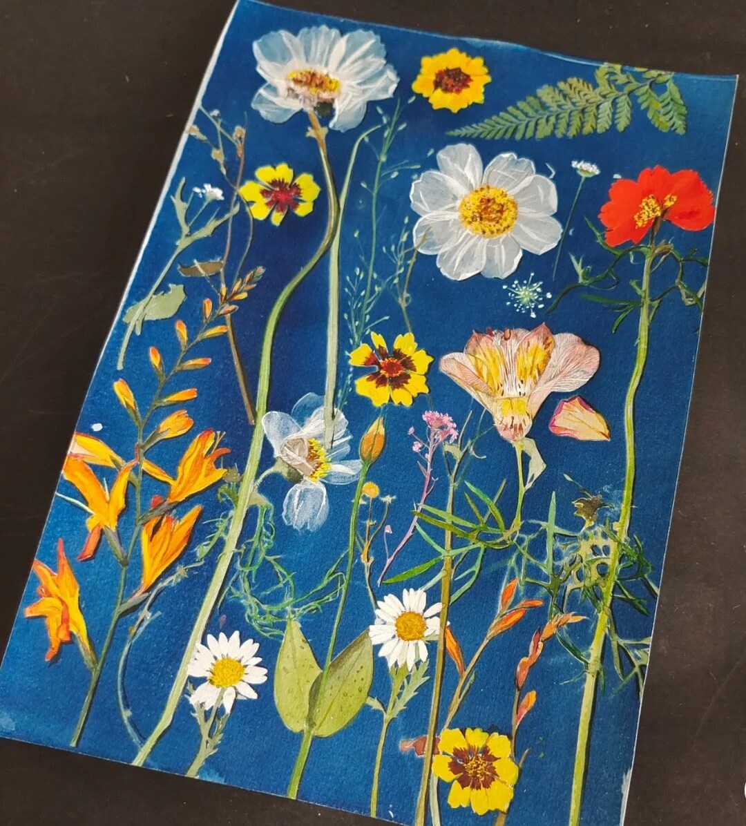 Sun Print Paper Craft ,solar Printing Kit,sun Printing Kit,sun Print ...