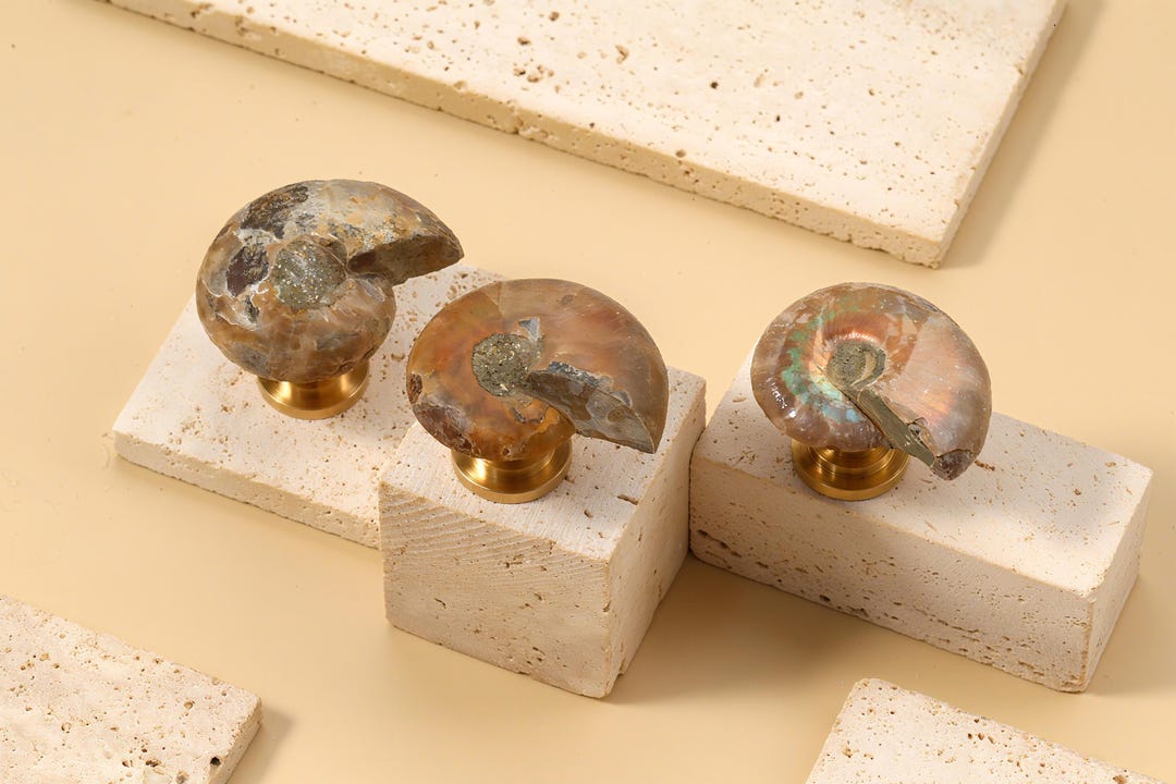 Nautilus Shell Fossil Drawer Knob, Natural Stone Cabinet Dresser Knobs ...