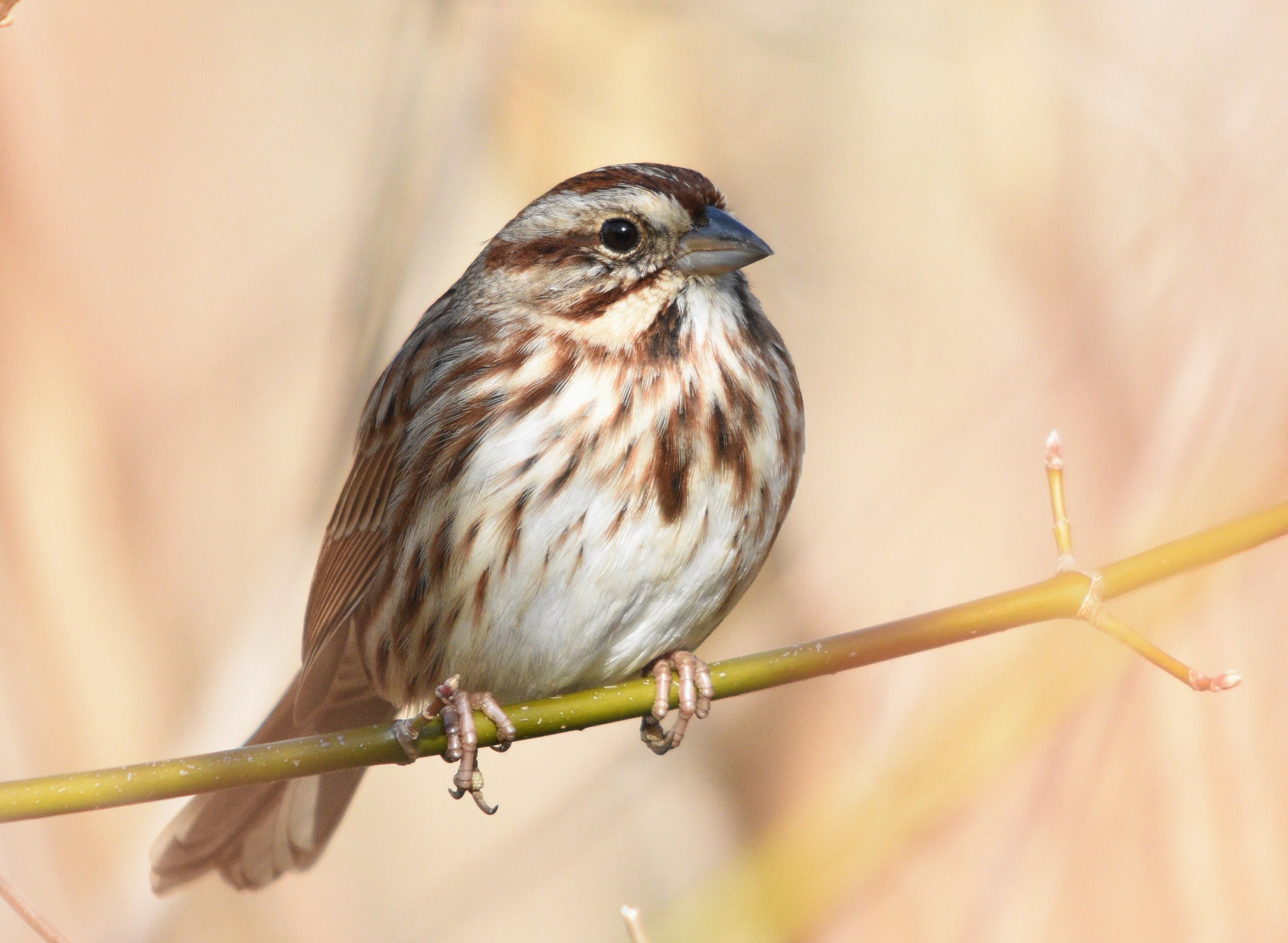 Song Sparrow in Fall - Etsy