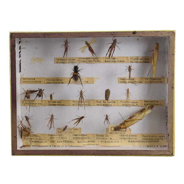 Framed Insects - Etsy