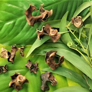 10 Curly Seed Pods/twisted/natural Materials/unique Shape/texture ...