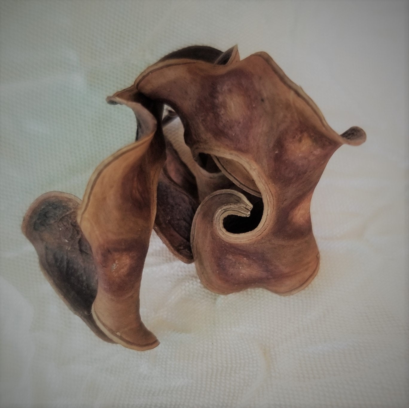 Dried Seed Pods/forest Forage/unique Natural Material/shape/rustic ...