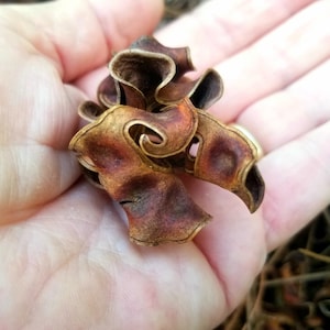 10 Curly Seed Pods/twisted/natural Materials/unique Shape/texture ...