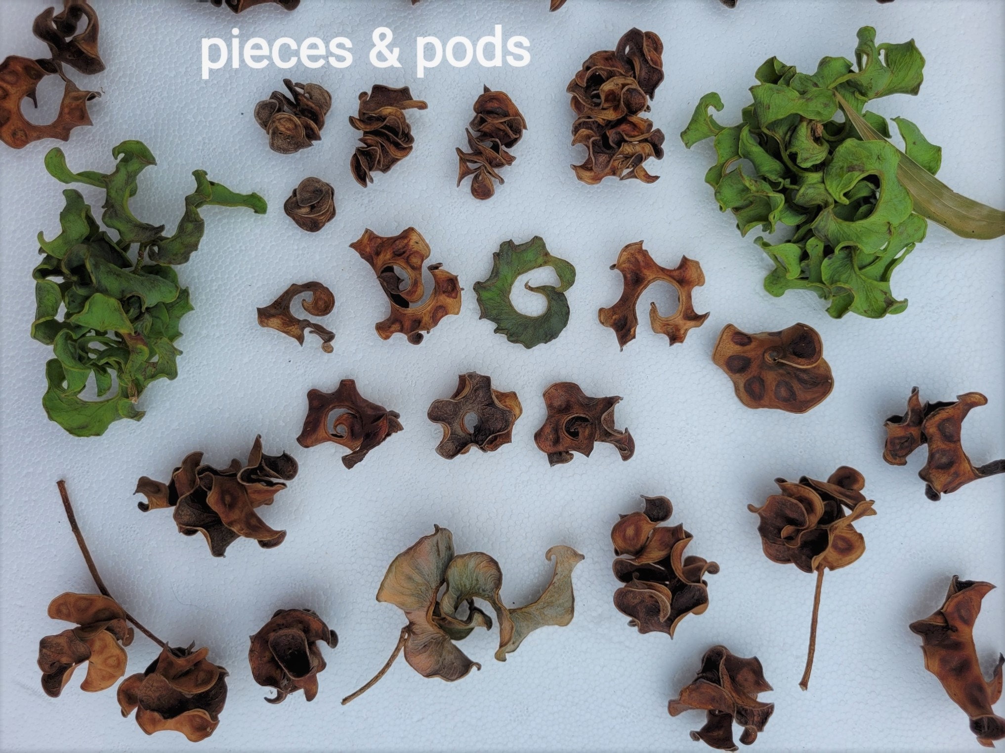Dried Seed Pods/forest Forage/unique Natural Material/shape/rustic ...