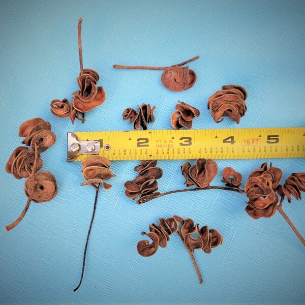 Seed Pods - Etsy