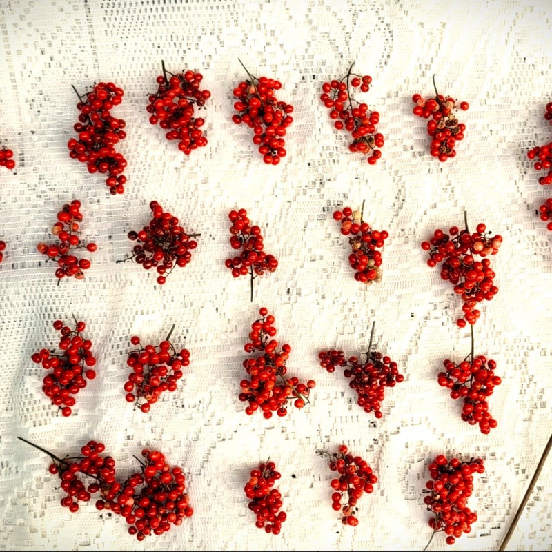 Preserved Red Berry - Etsy