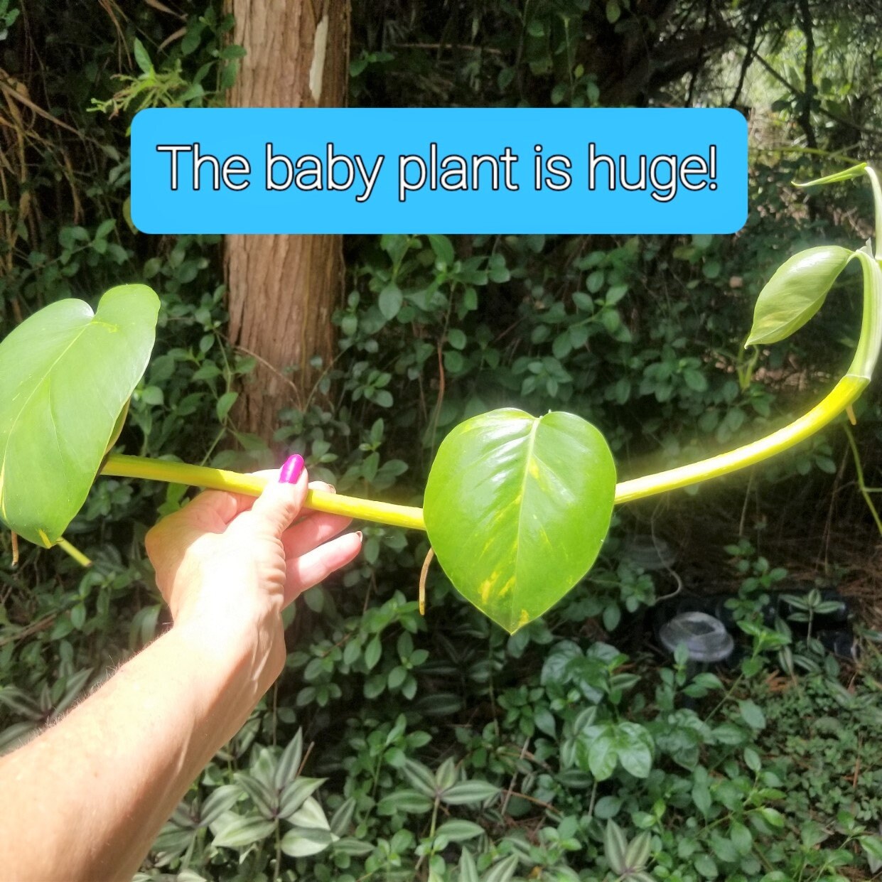 Grow Your Own Jungle/variegated HUGE Leaves/giant Hawaiian Pothos ...
