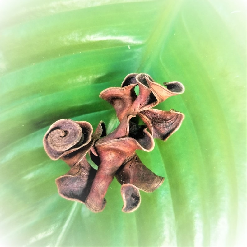 Dried Seed Pods/forest Forage/unique Natural Material/shape/rustic ...