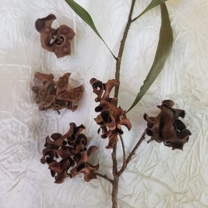 30 Dried Seed Pods/unique Natural - Etsy