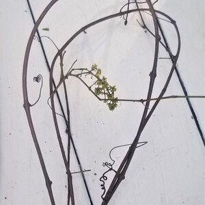 30 Ft Fresh Natural Grapevine/diy Wreath /holiday/rustic Decor/twisted ...