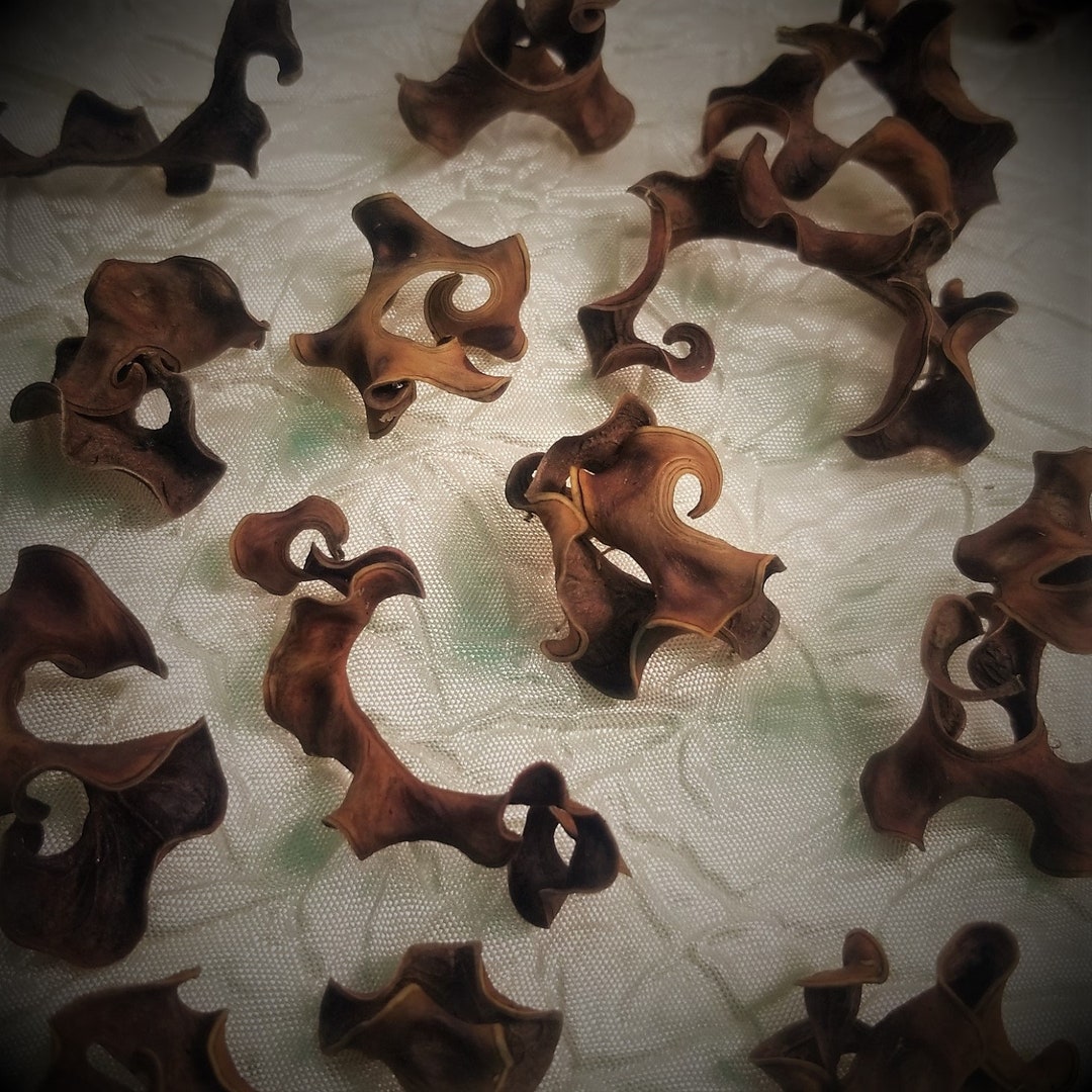 Dried Seed Pods/forest Forage/unique Natural Material/shape/rustic ...