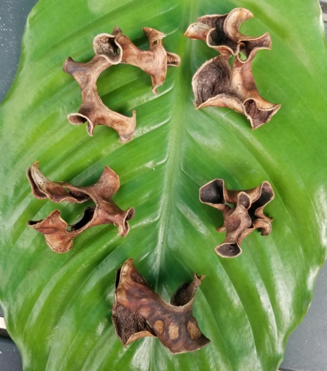 Dried Seed Pods/forest Forage/unique Natural Material/shape/rustic ...