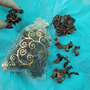 Dried Seed Pods/forest Forage/unique Natural Material/shape/rustic ...