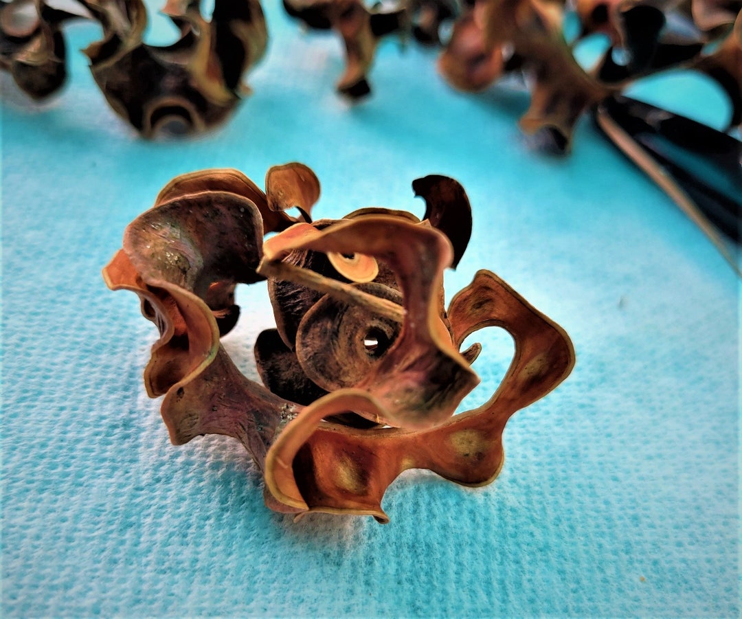 30 Dried Seed Pods/unique Natural Material/wiccan/texture/acacia Wood ...